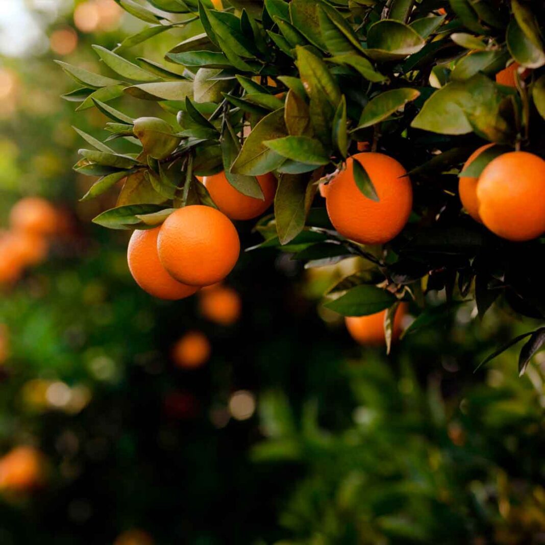 Laranja para Suco: Qual Escolher e Dicas Incríveis