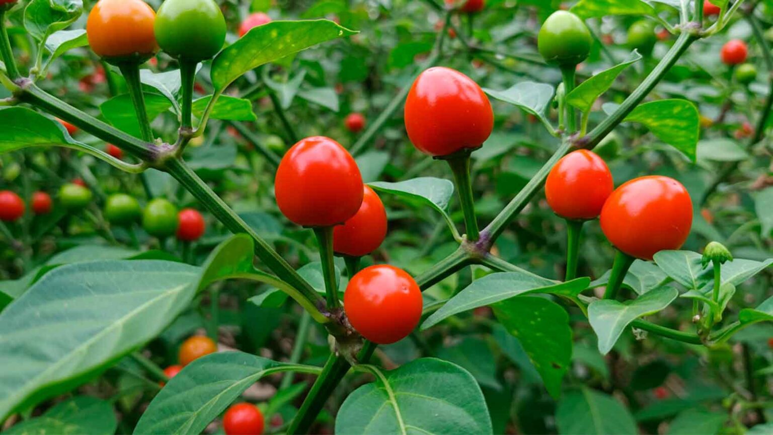 Pimenta Biquinho: Sabor Suave e Versatilidade na Cozinha